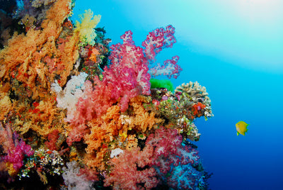 THE OTHER HALF OF HEAVEN: HOW BLUE ADAPTATION CAME TO BE.